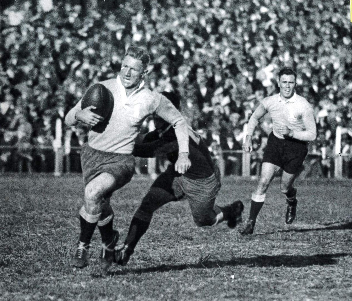 Dave Brown Gallery | Roosters